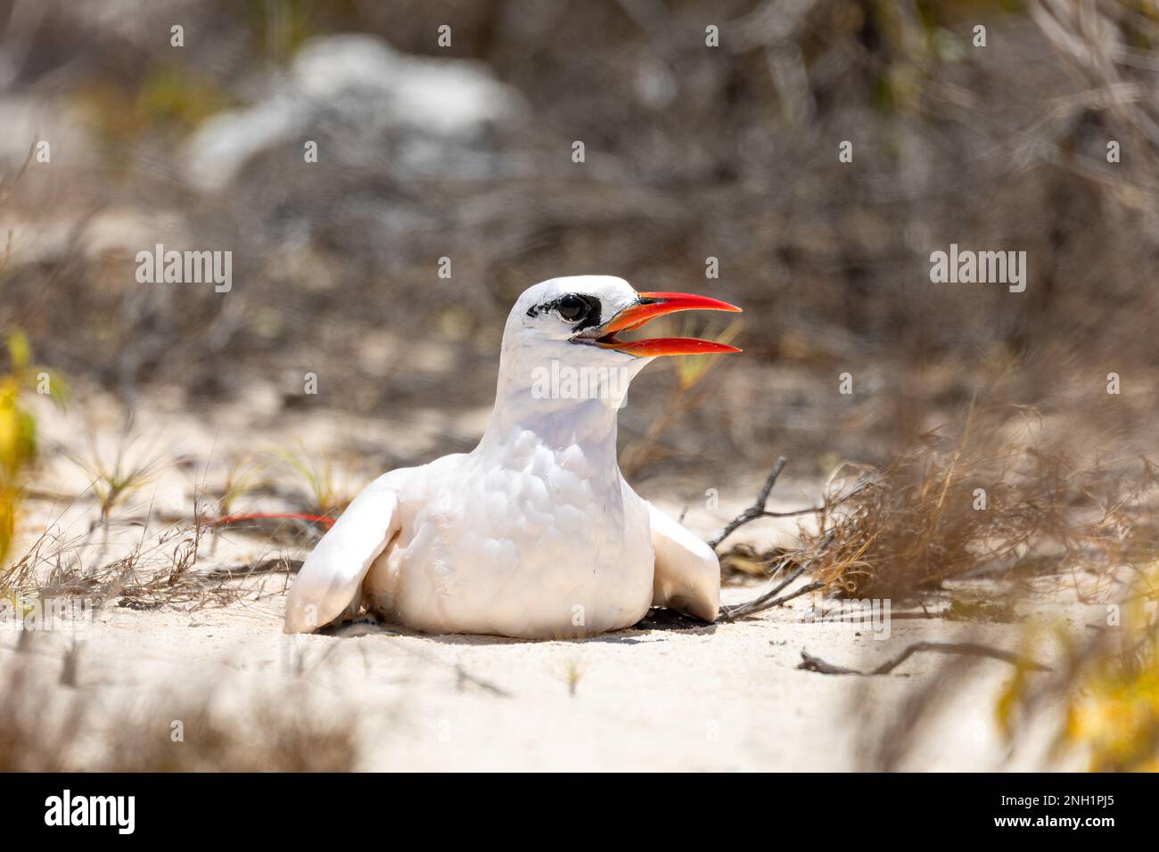 The red-tailed tropicbird (Phaethon rubricauda). Seabird native to ...