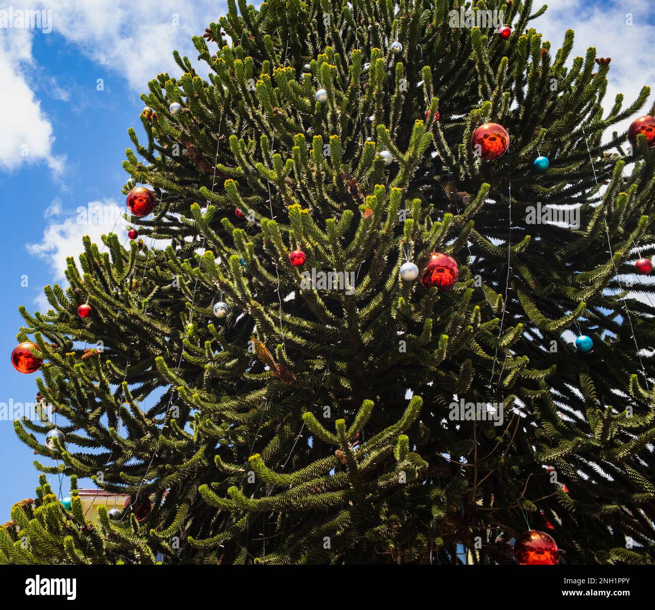 Monkey puzzle tree, Araucaria araucana, decorated with Christmas ...