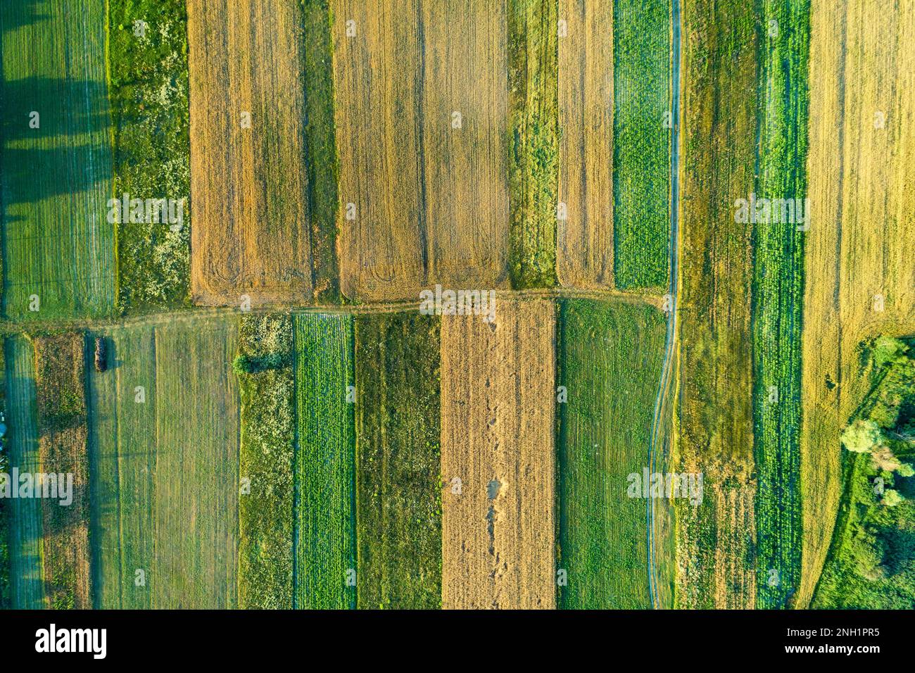 Top view of cultivated soy and wheat field in summer. Rural landscape ...