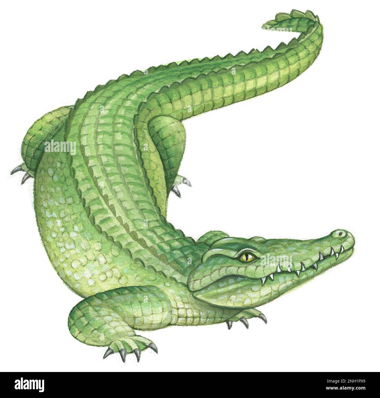 Wild alligator Cut Out Stock Images & Pictures - Alamy