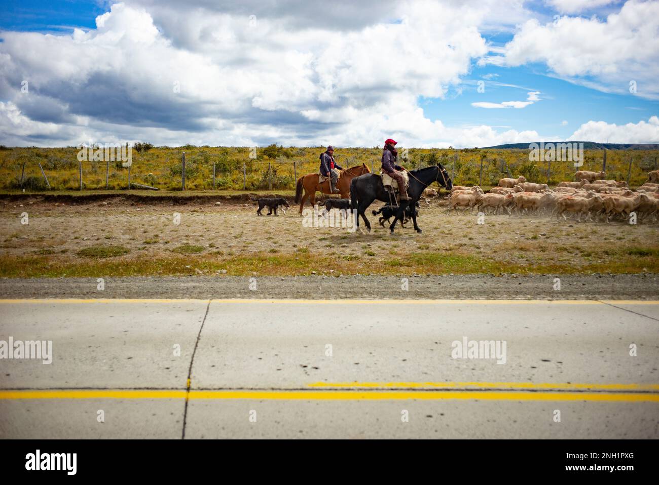 Shepherds guide their flock by the roadside, Patagonia, Chile Stock ...