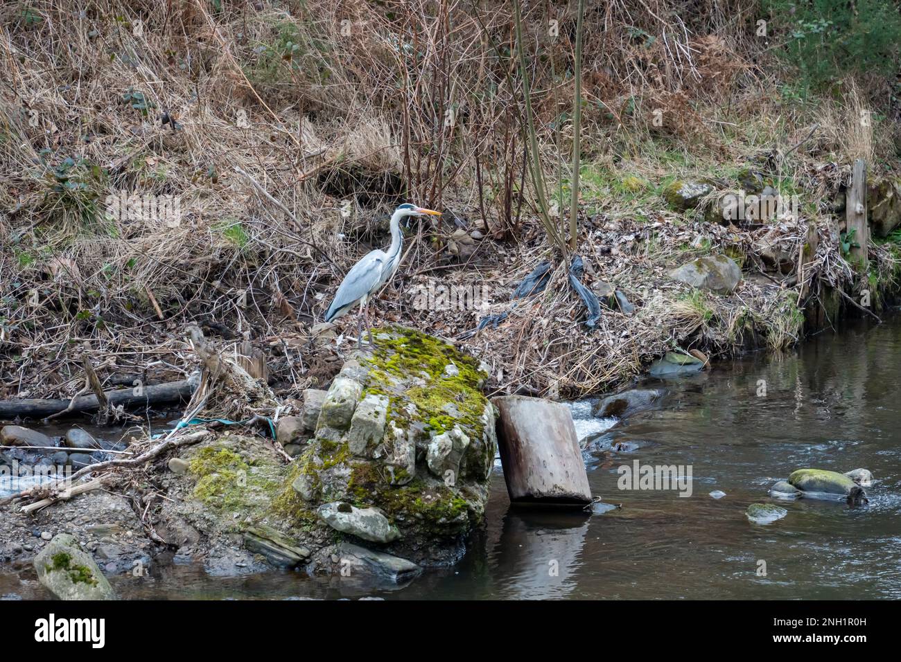 A grey heron fishes by a UK river with industrial building remains and ...