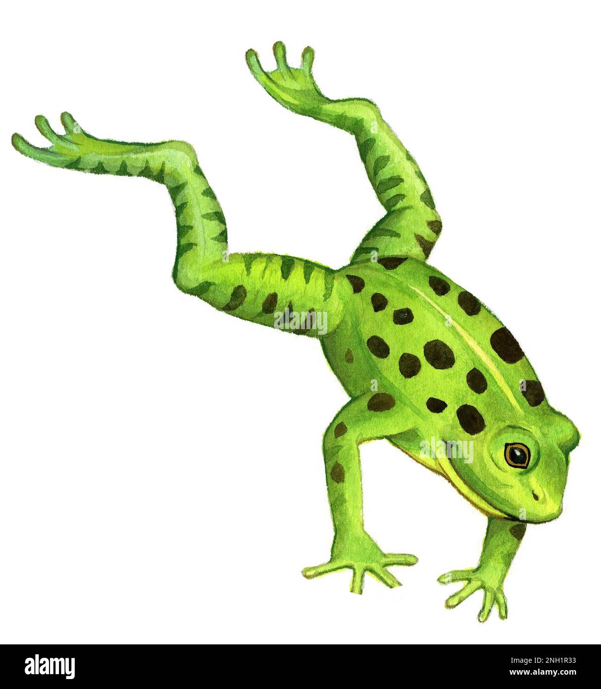 Frog With Tail Clipart