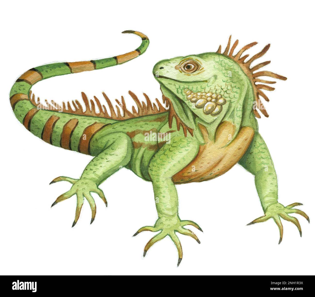 Iguana Clipart