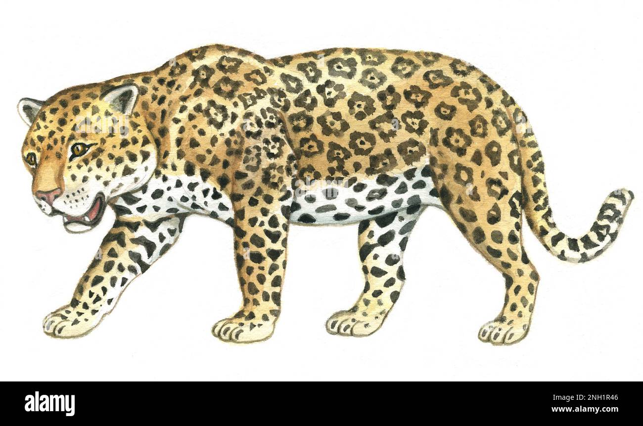 Australian jaguar Cut Out Stock Images & Pictures - Alamy