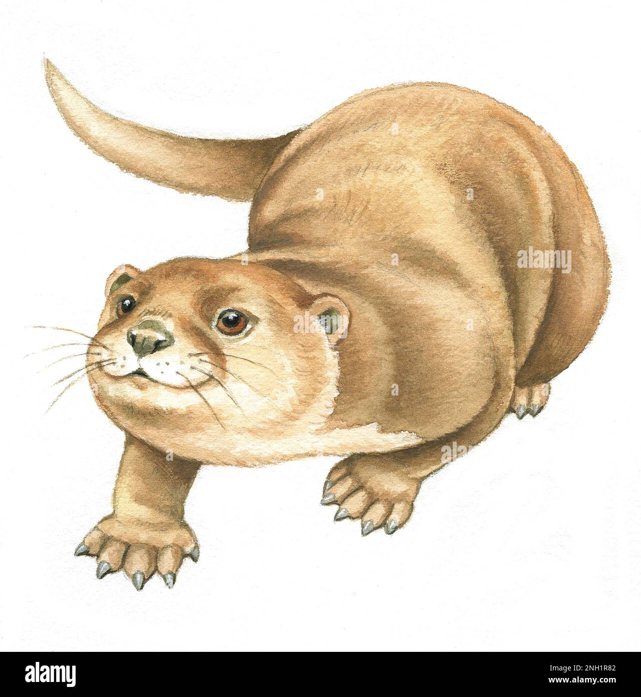 River otter Cut Out Stock Images & Pictures - Alamy