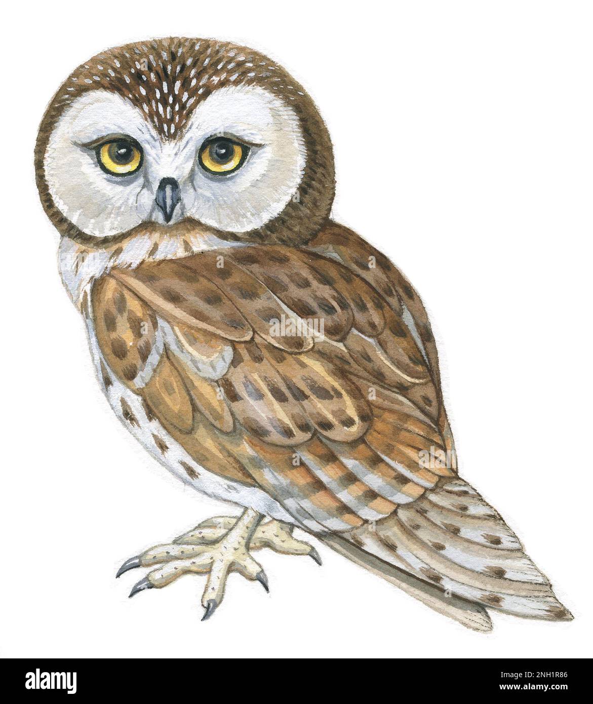 New zealand owl Cut Out Stock Images & Pictures - Alamy