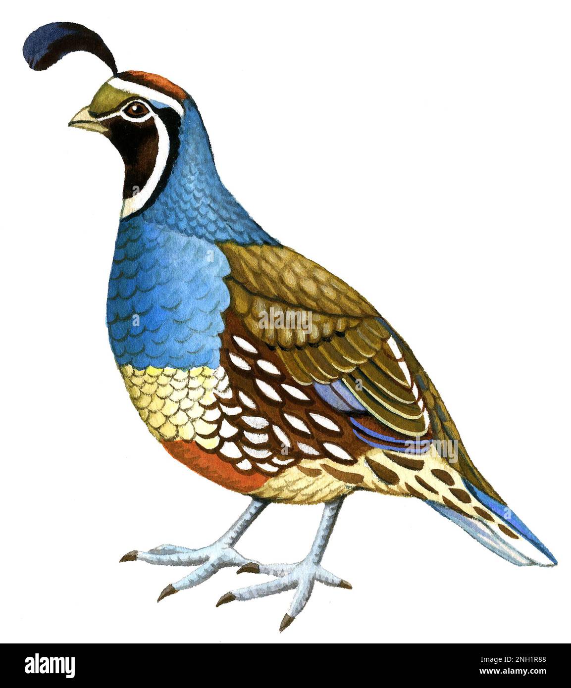 Australian native animals Cut Out Stock Images & Pictures - Alamy