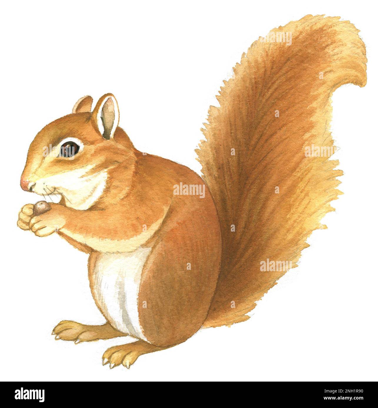 Red Squirrel Footprints Clipart
