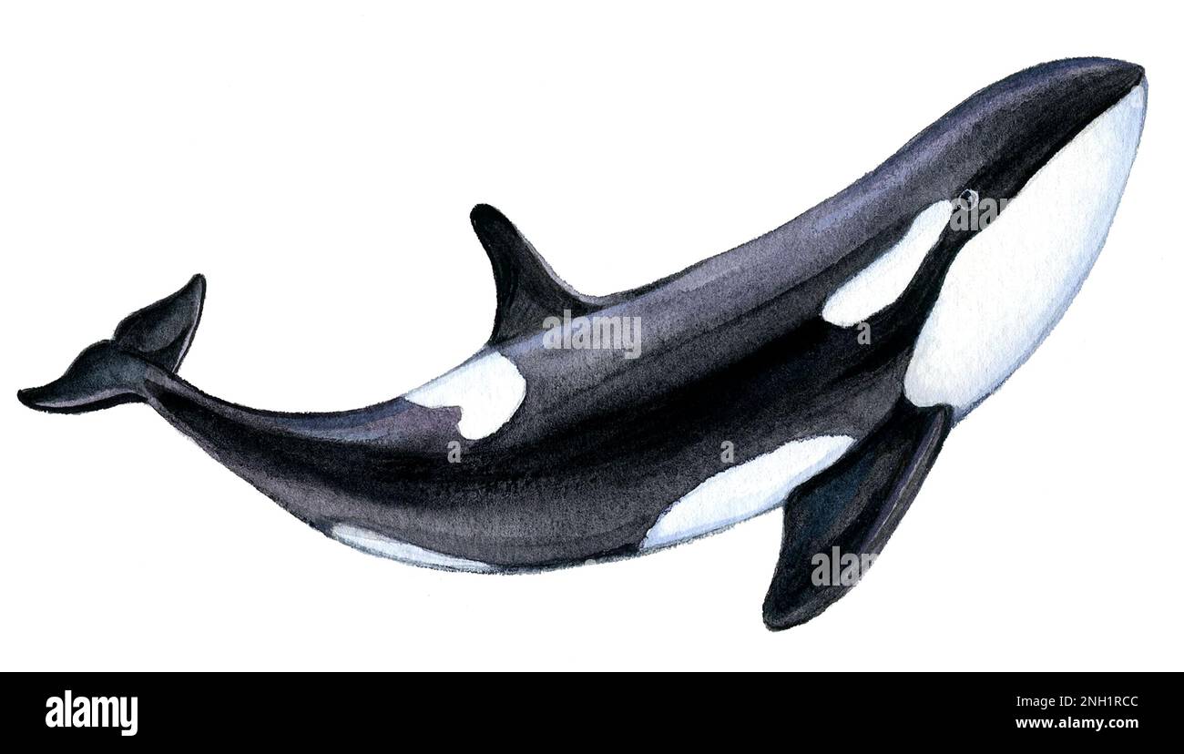 Orca illustration hi-res stock photography and images - Alamy