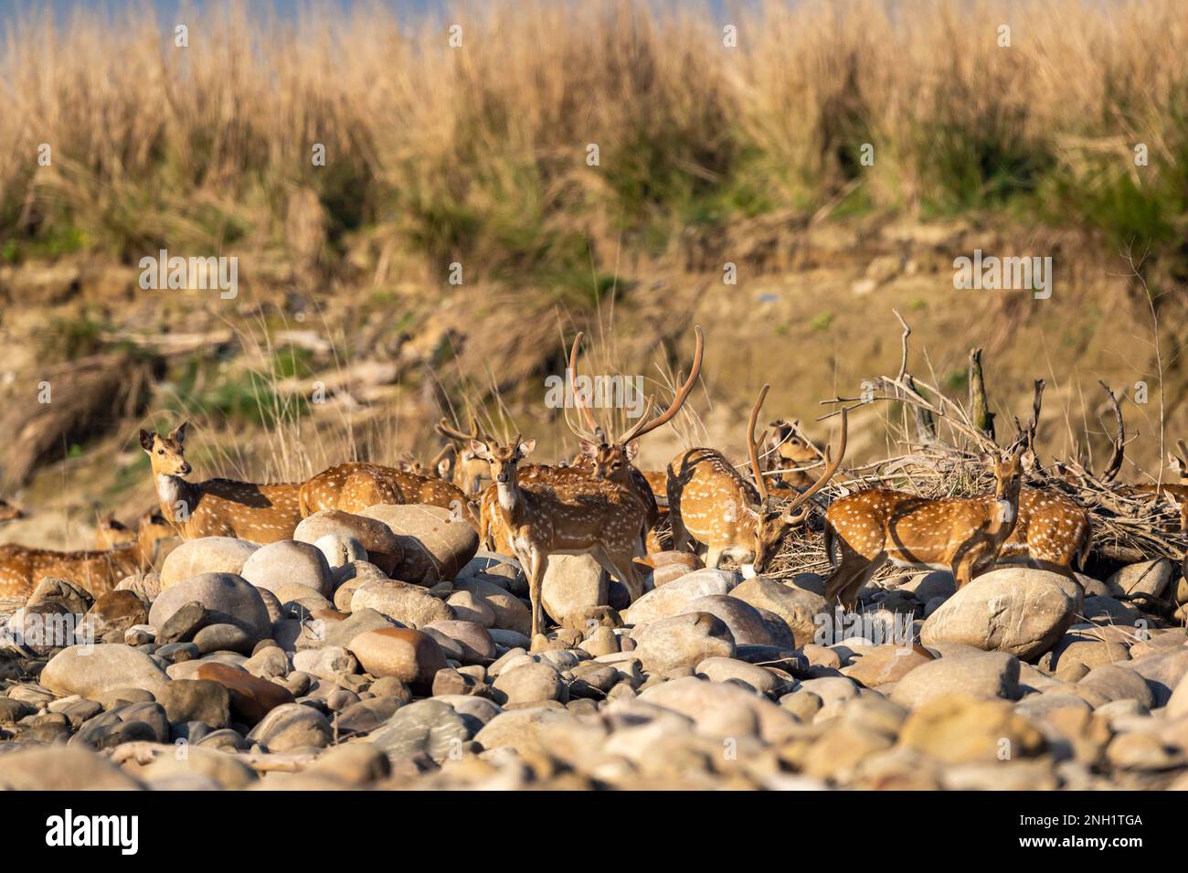 spotted deer or chital or axis deer family head on in herd or group ...