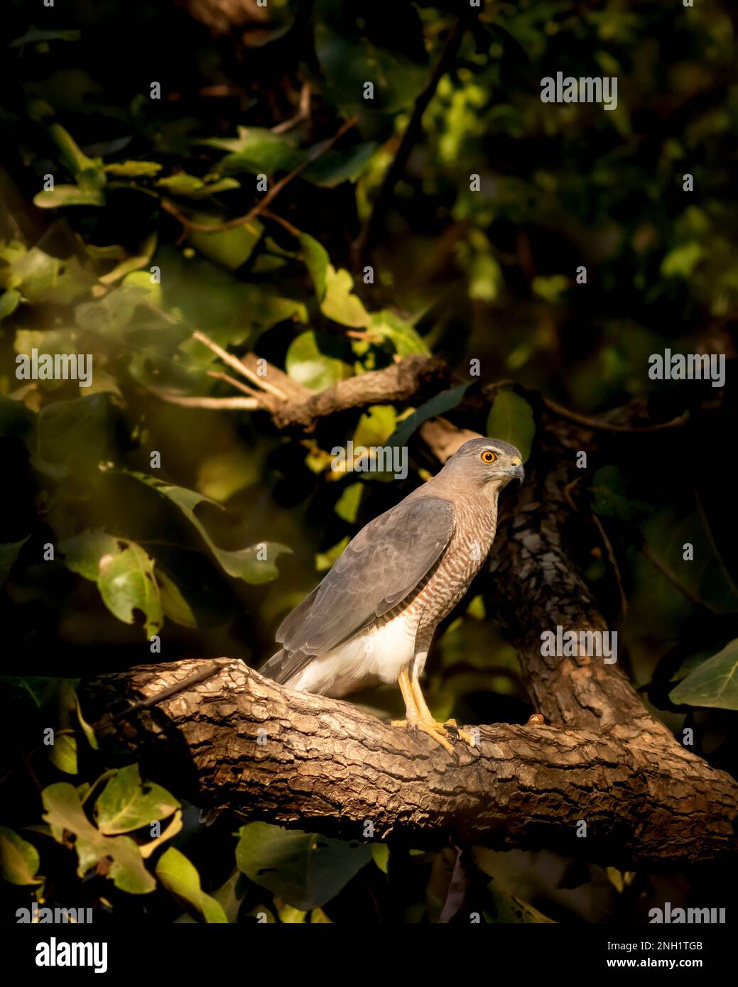 Shikra or Accipiter badius or little banded goshawk bird portrait ...