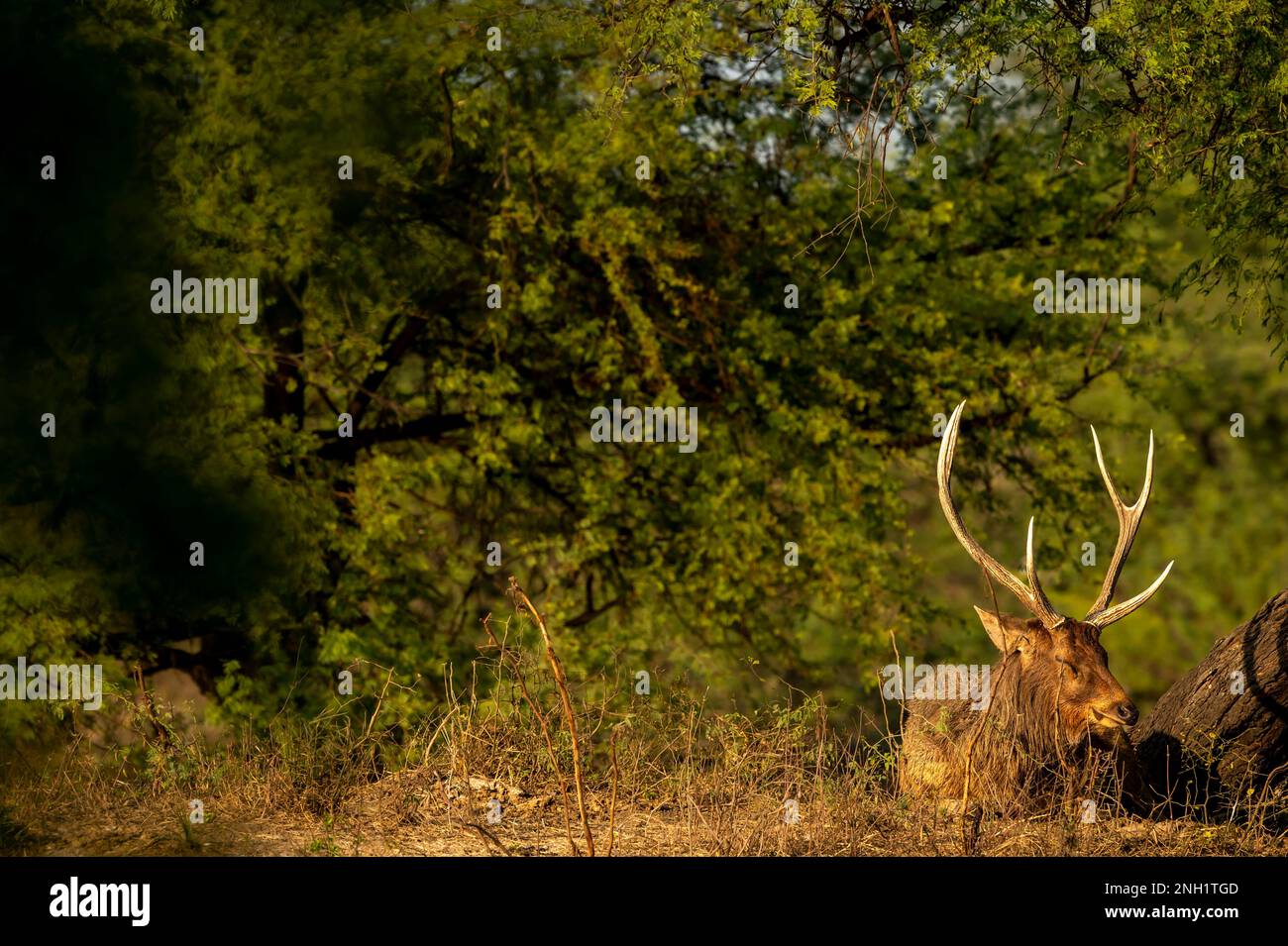 big male sambar deer or rusa unicolor portrait with long horns relaxing ...
