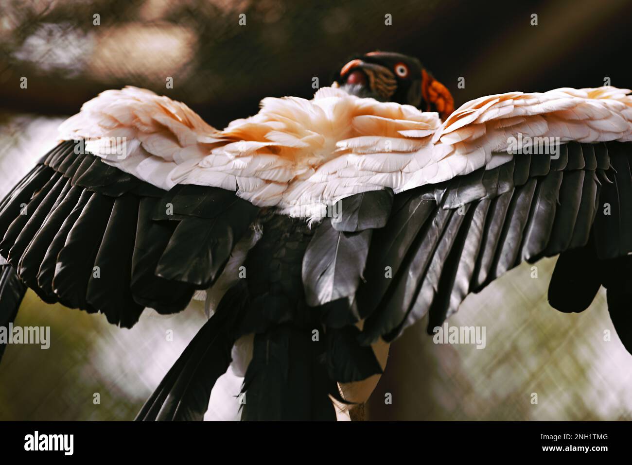 A majestic bird with its wings and tail spread out perched atop a tree ...