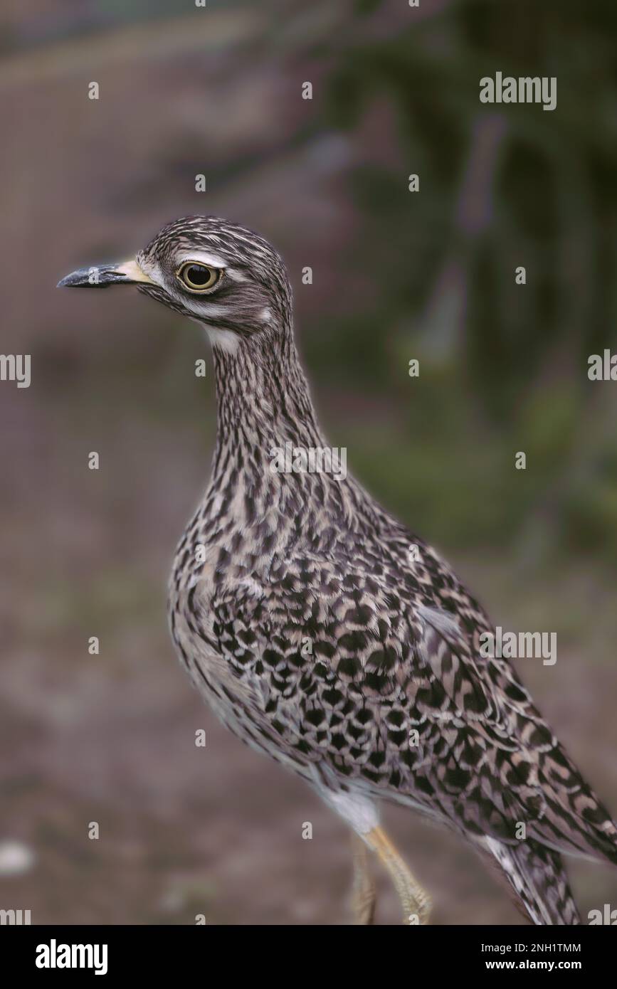 A close-up shot of a Spotted thick-knee bird standing on the ground and ...
