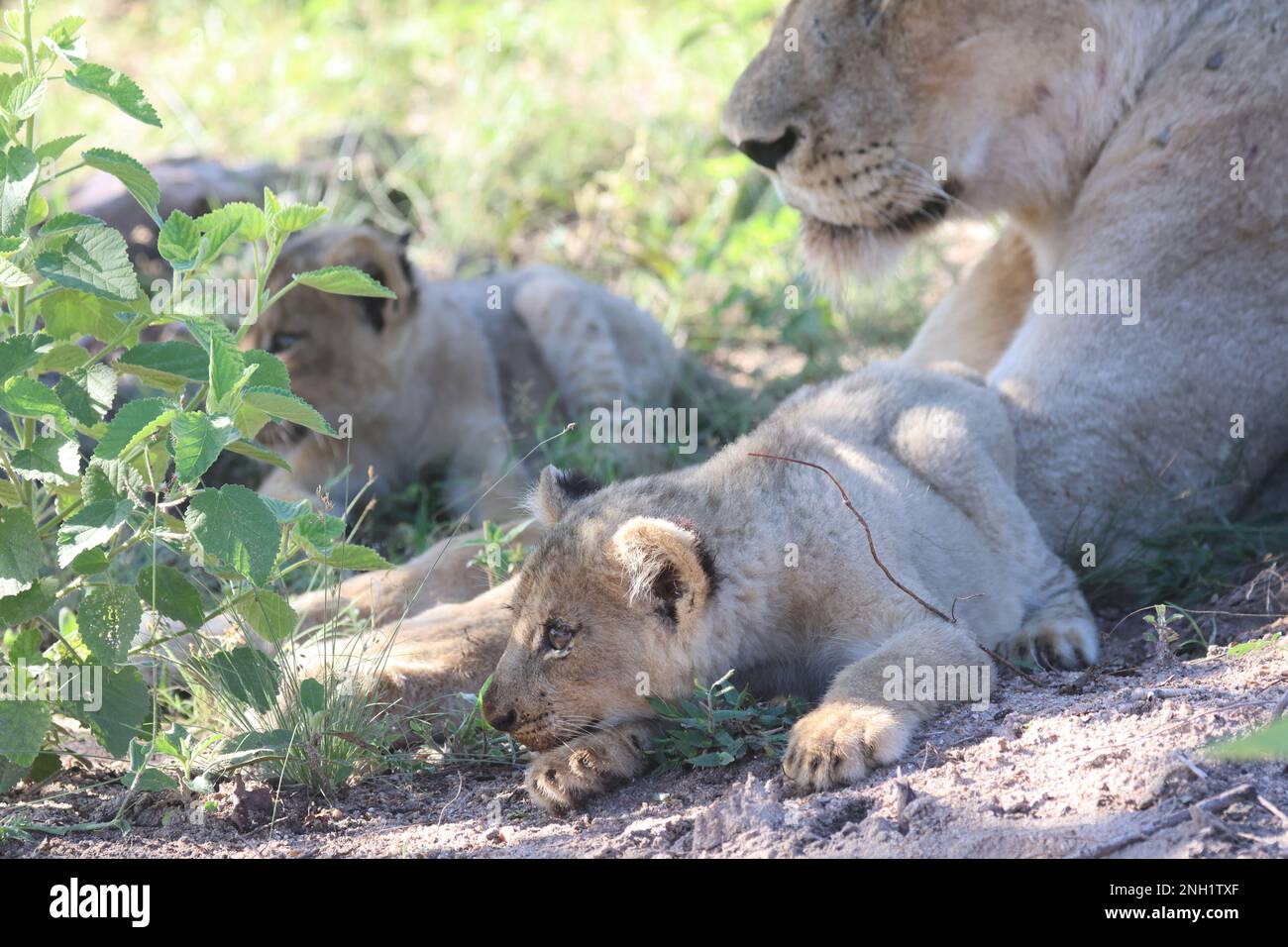 Leopon hi-res stock photography and images - Alamy