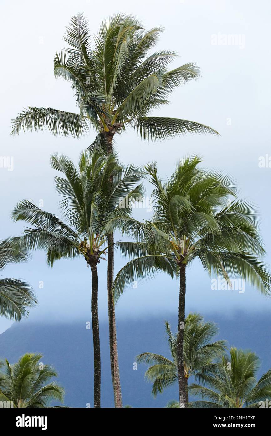 3 palm trees in front of an overcast gradient sky Stock Photo - Alamy