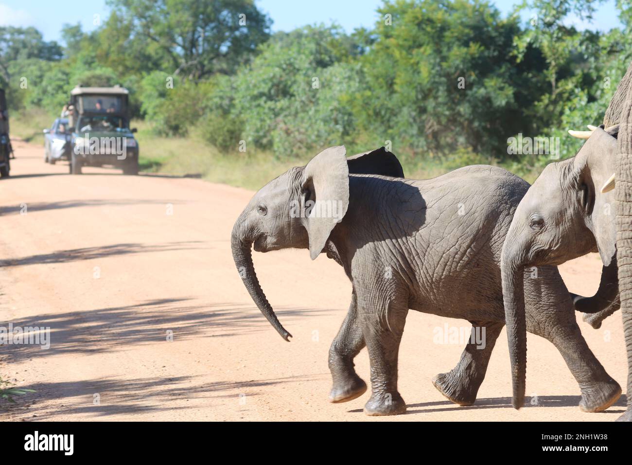 African bush elephants are listed as endangered hi-res stock ...