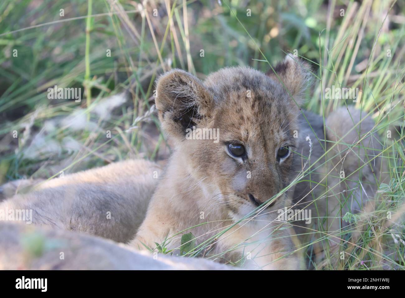 Leopon hi-res stock photography and images - Alamy