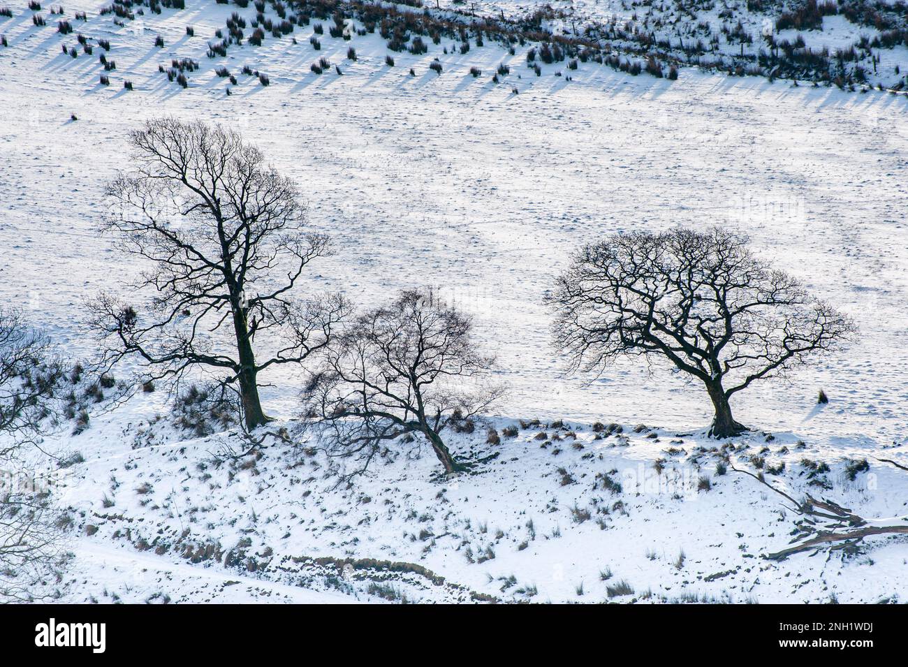 Row of winter trees hi-res stock photography and images - Alamy