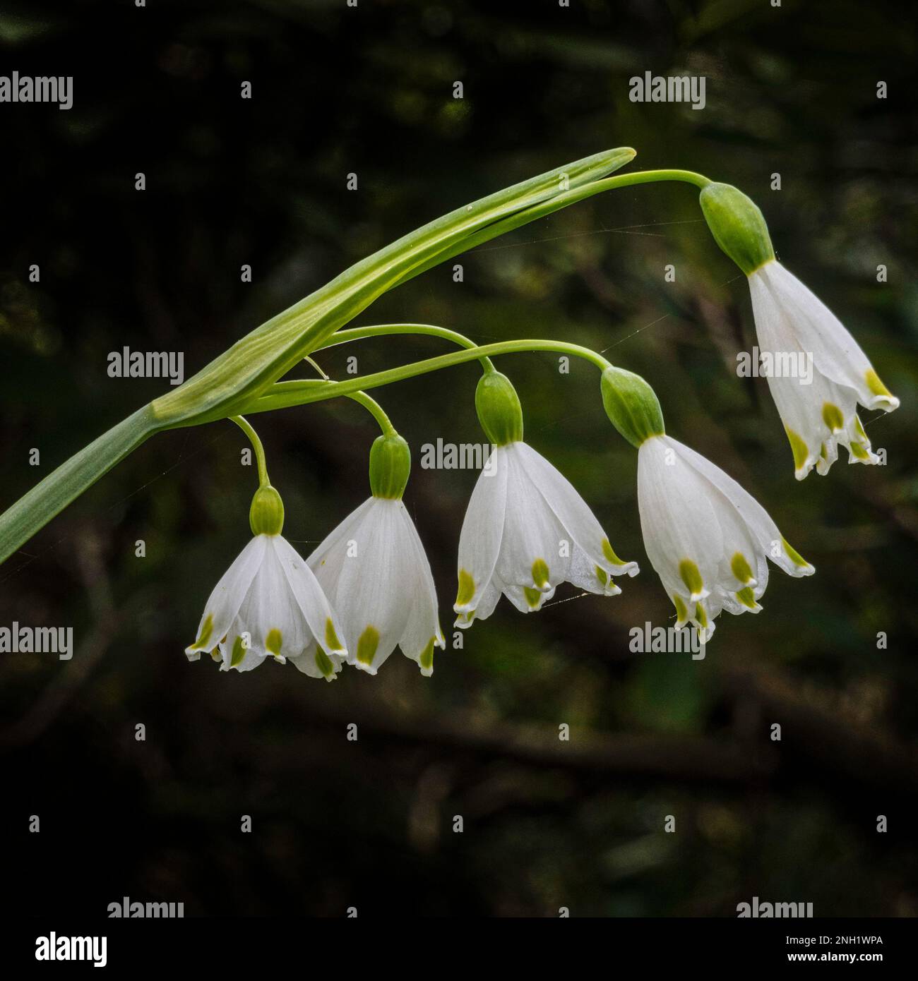Snowflake blooms hi-res stock photography and images - Alamy