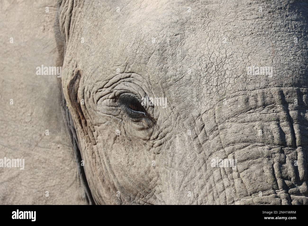 African elephants have larger ears and concave backs hi-res stock ...