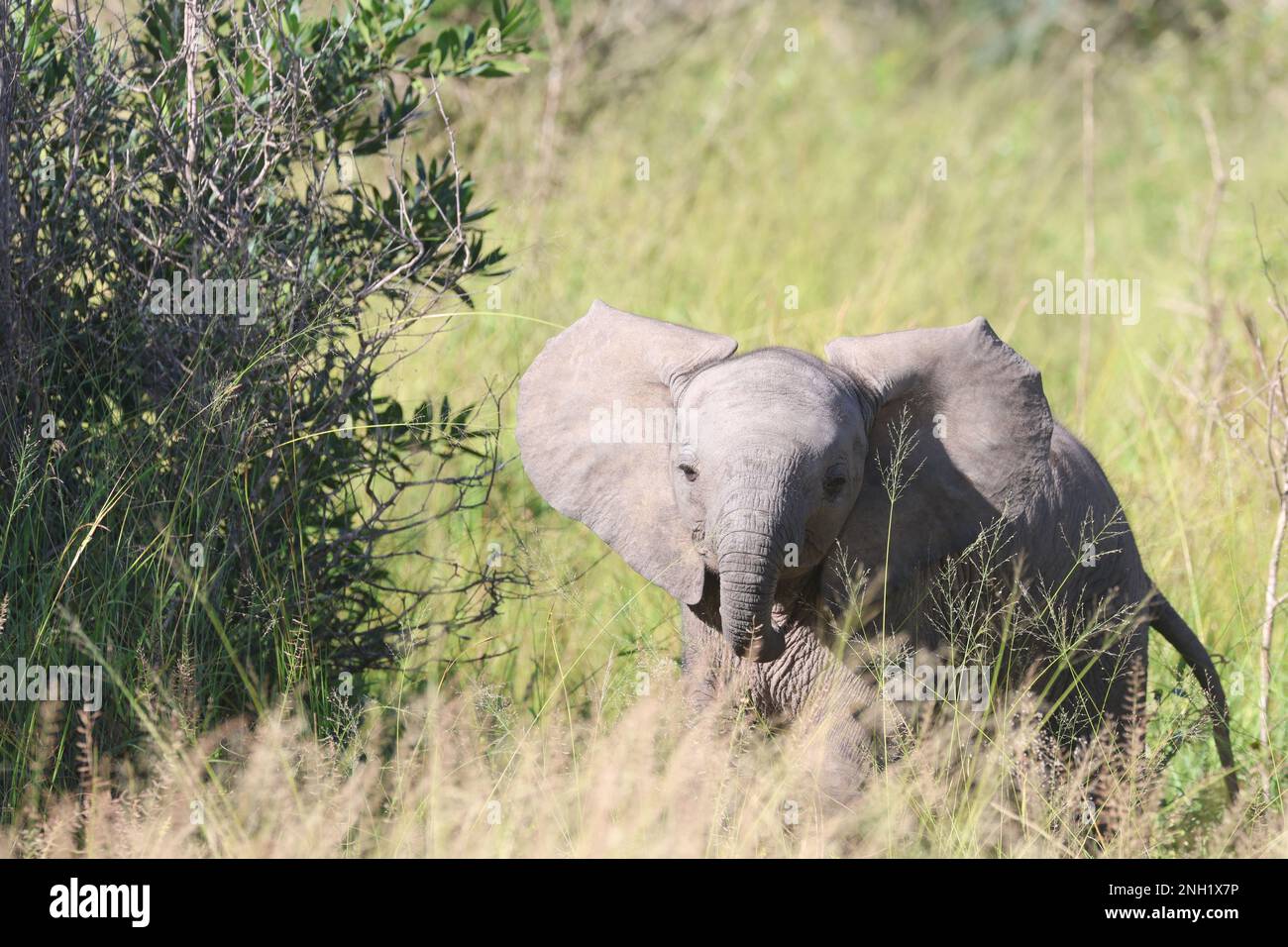 Elephants can live up to 70 years in the wild hi-res stock photography ...