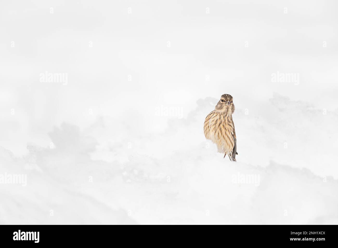 Common linnet female looking at camera, fine art portrait in the winter ...