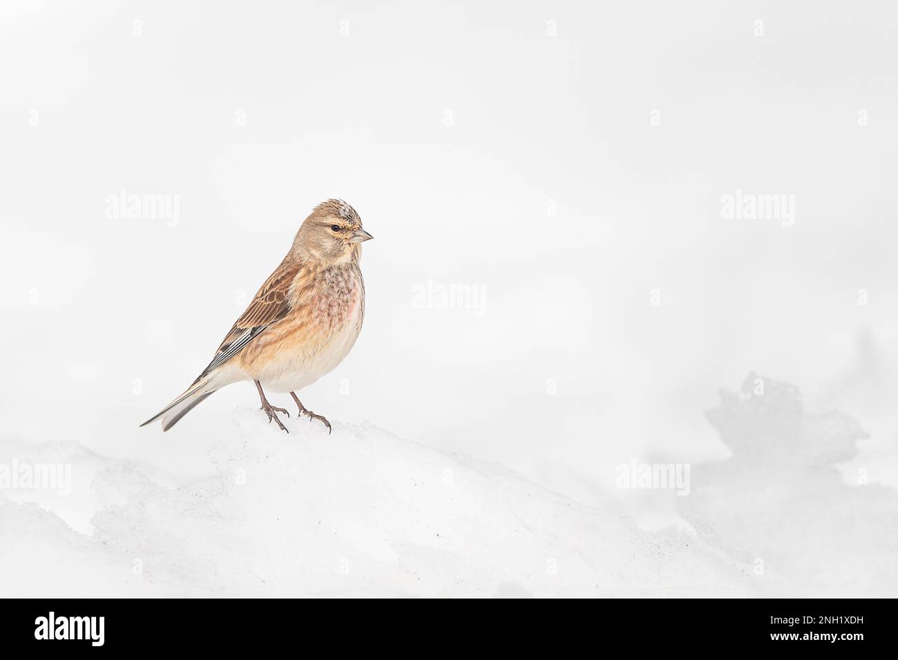 Fine art portrait of common Linnet male on snow (Linaria cannabina ...