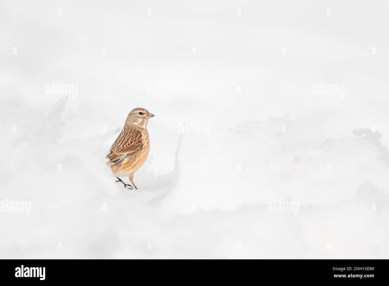 Linaria cannabina autumn hi-res stock photography and images - Alamy