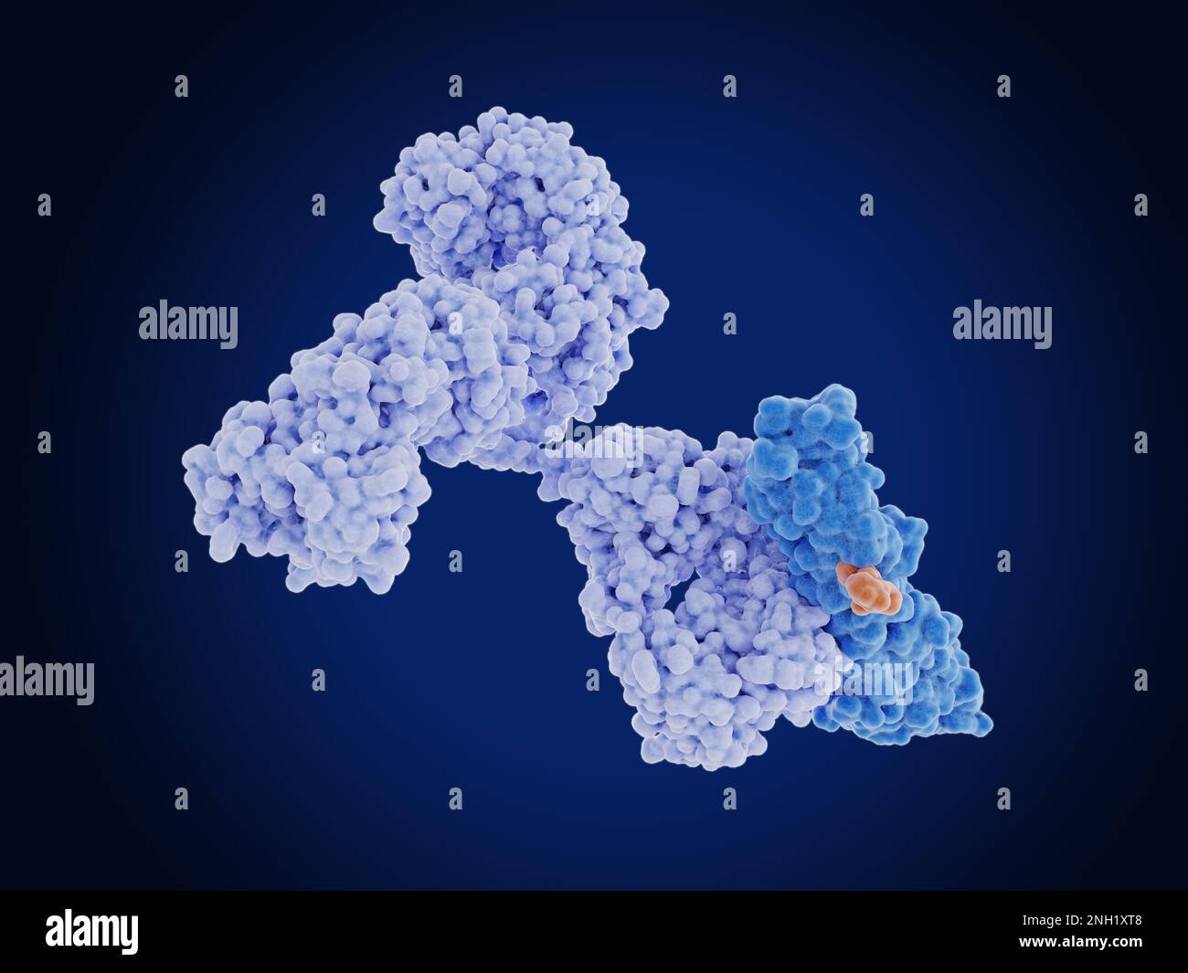 Mesothelin hi-res stock photography and images - Alamy Mesothelin hi-res stock photography and images - Alamy