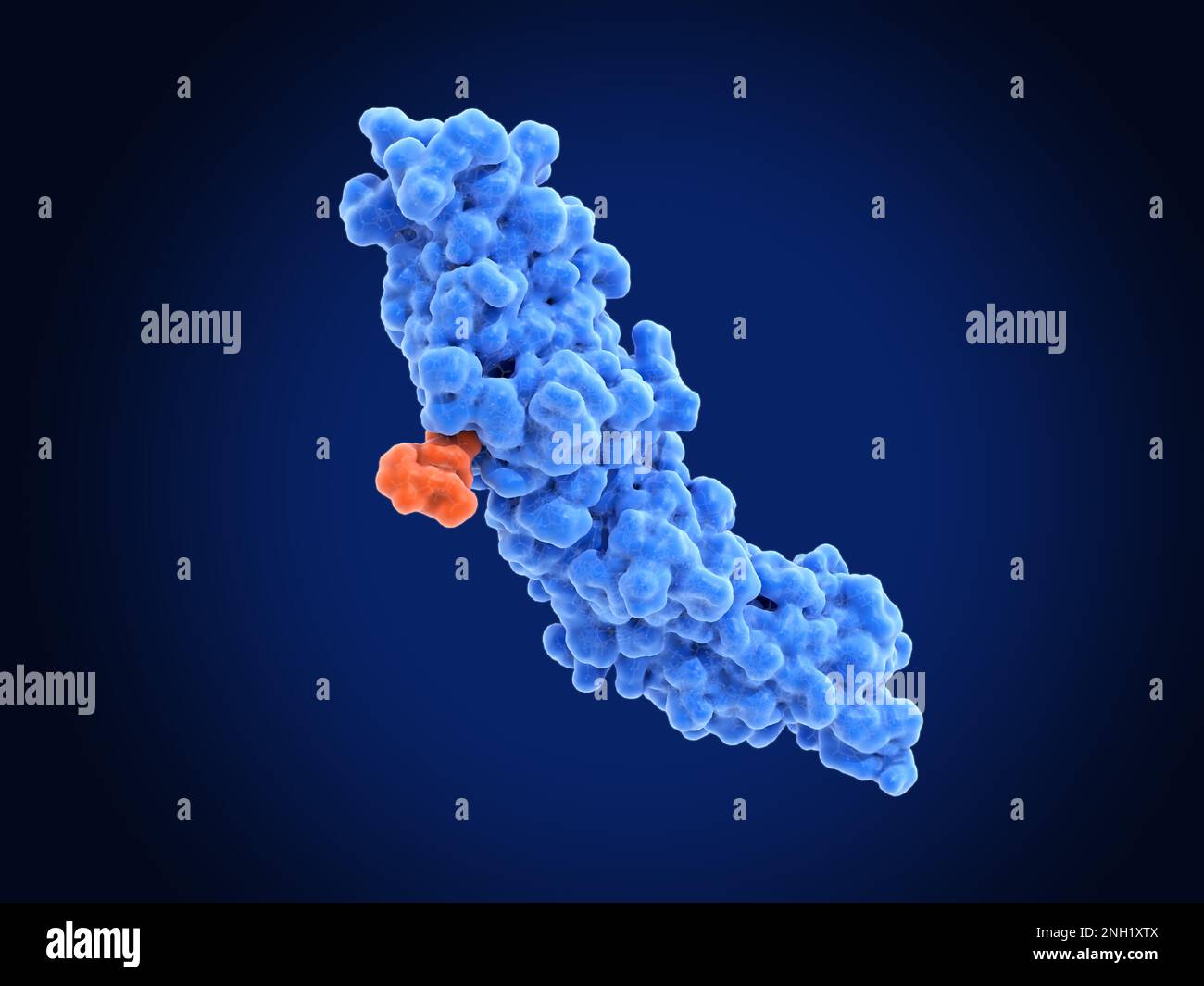 Ovarian structure hi-res stock photography and images - Alamy