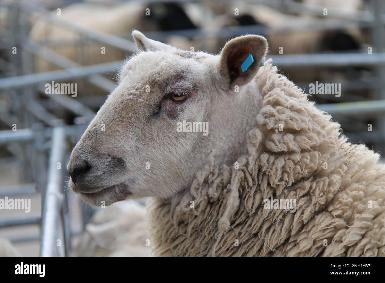 The Head of a Lovely Thick Wool Sheep Stock Photo - Alamy