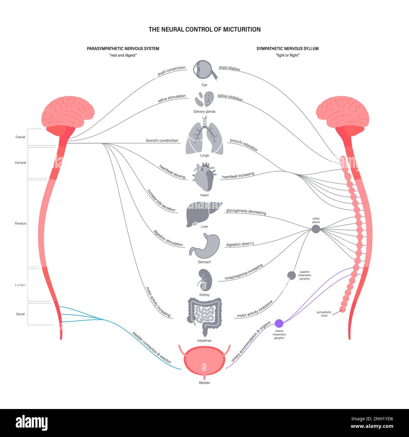 Micturition neural control, illustration Stock Photo - Alamy