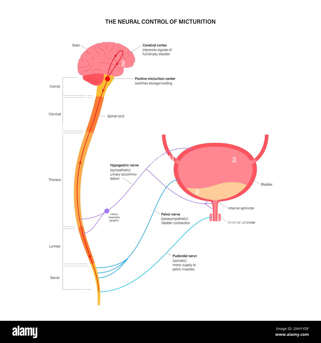 Micturition neural control, illustration Stock Photo - Alamy