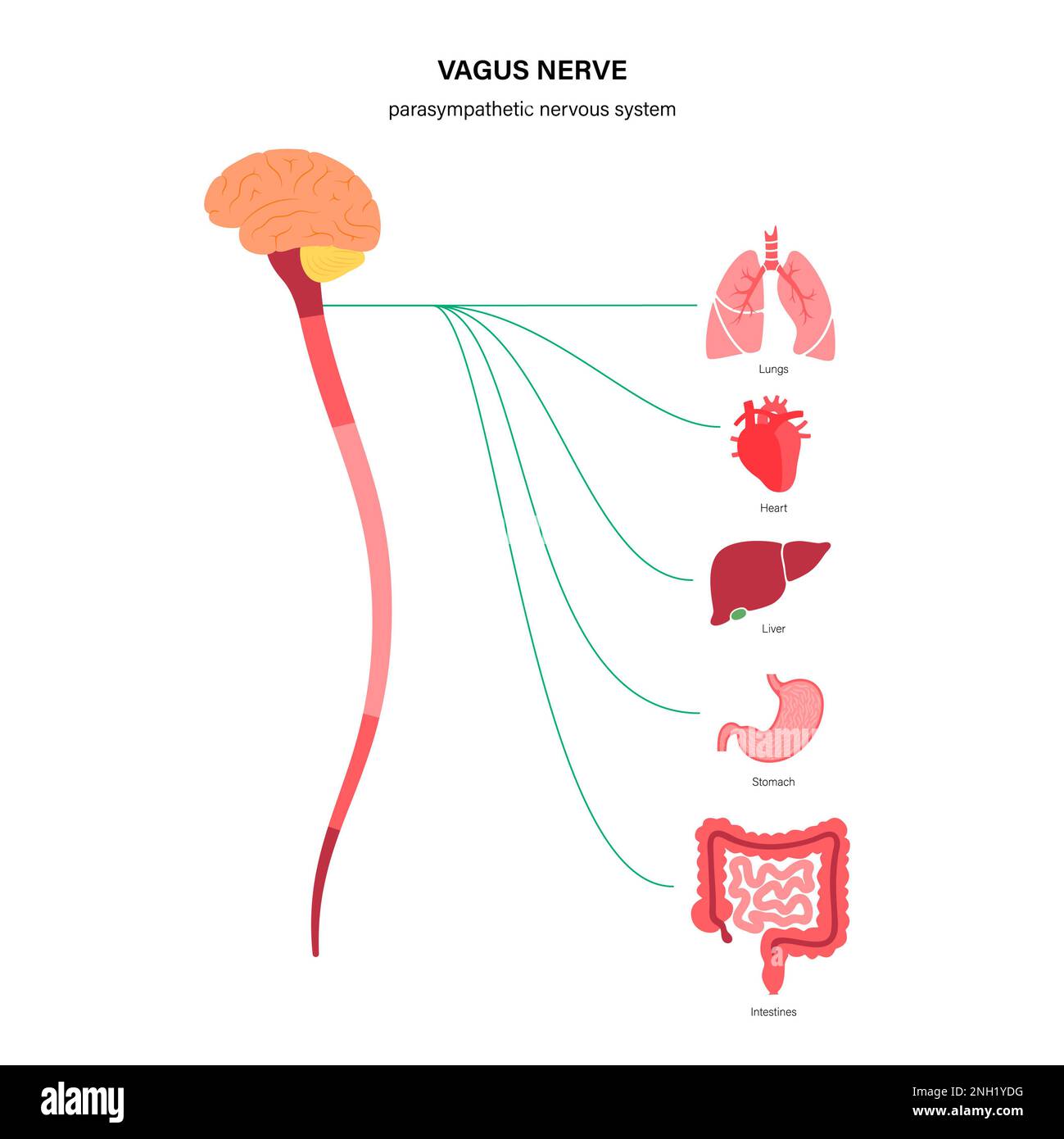 Vagus nerve, illustration Stock Photo - Alamy