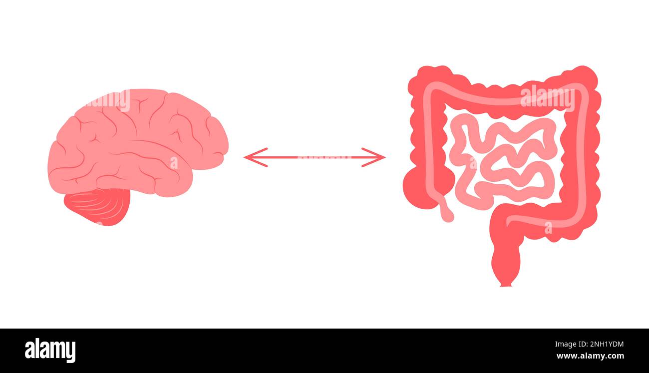 Gut brain connection, illustration Stock Photo - Alamy Gut brain connection, illustration Stock Photo - Alamy
