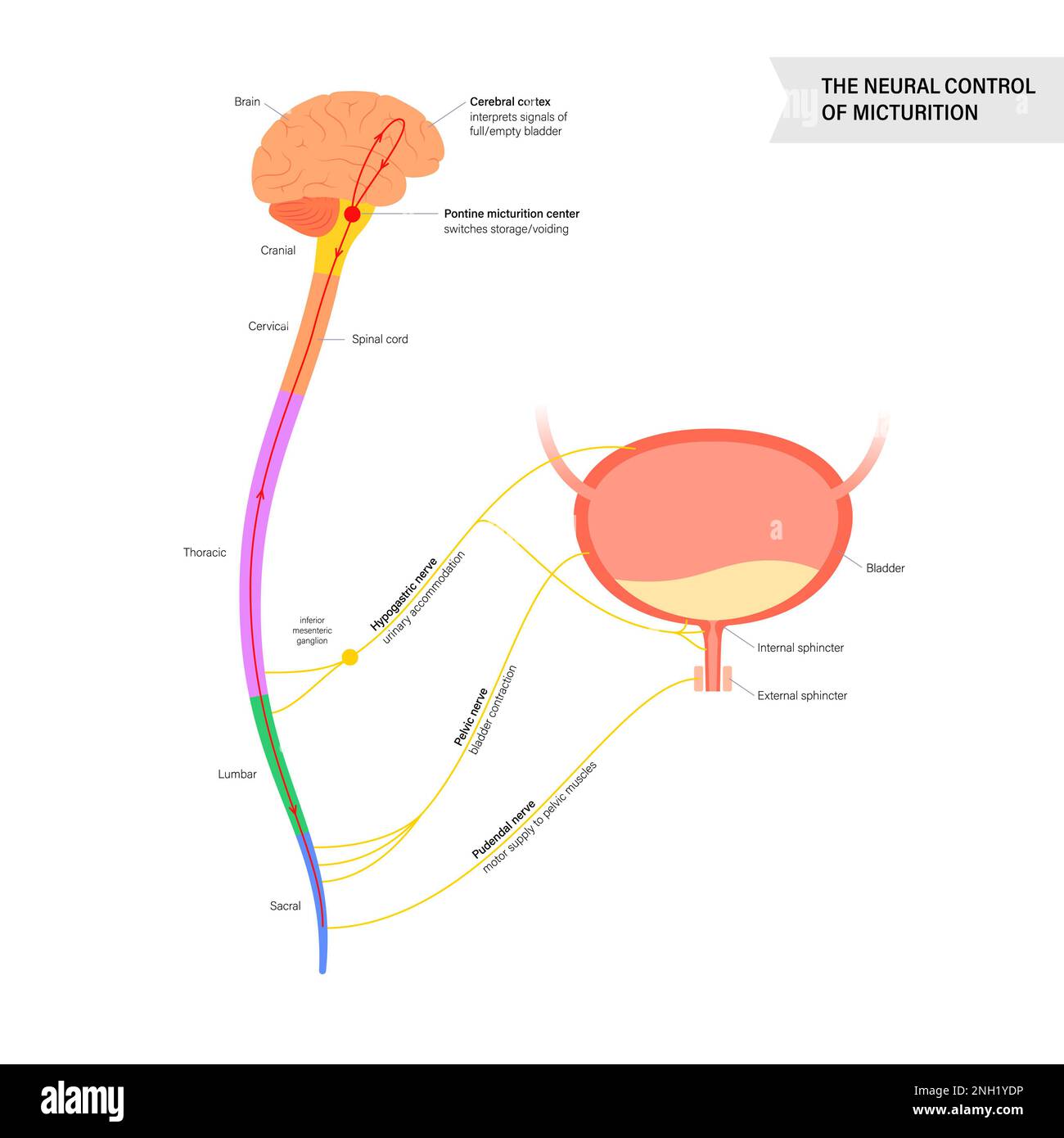 Micturition neural control, illustration Stock Photo - Alamy