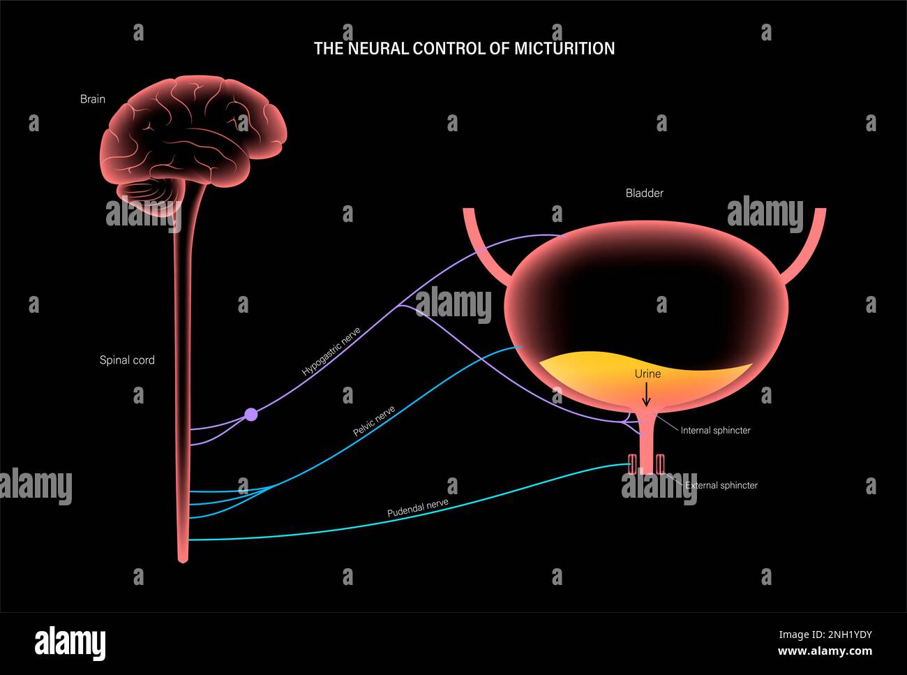Micturition neural control, illustration Stock Photo - Alamy