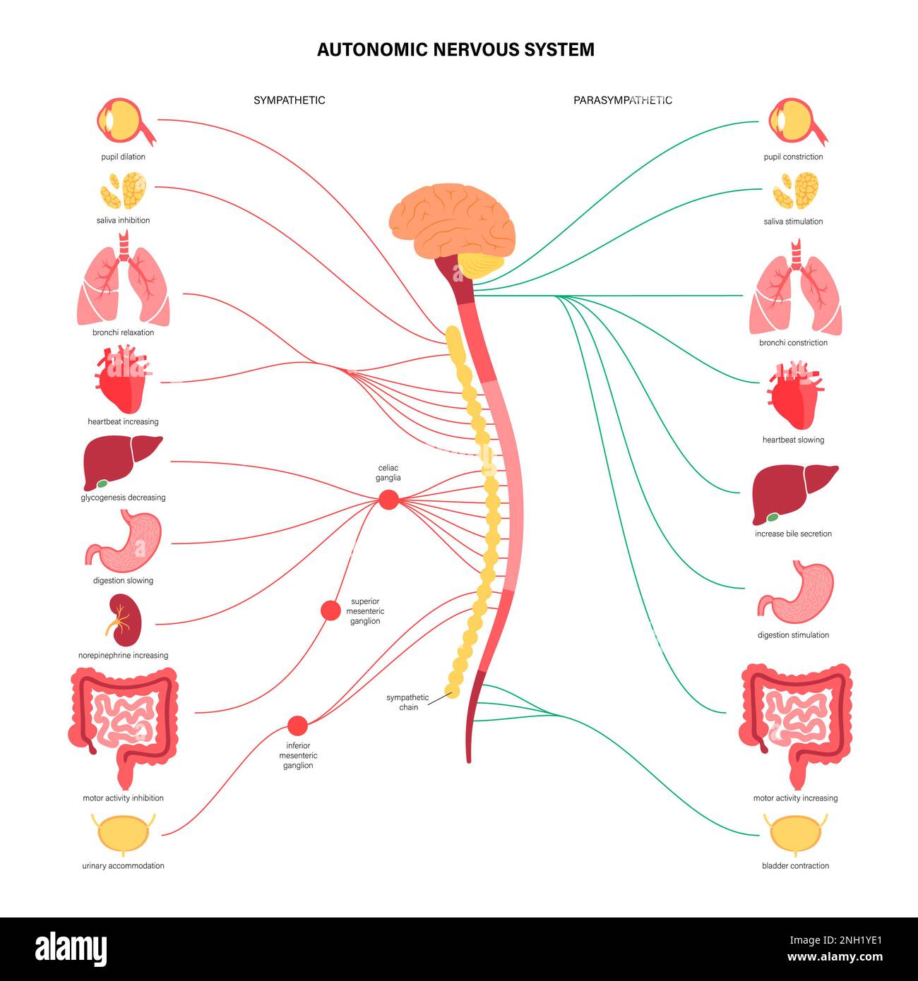 Autonomic nervous system, illustration Stock Photo - Alamy