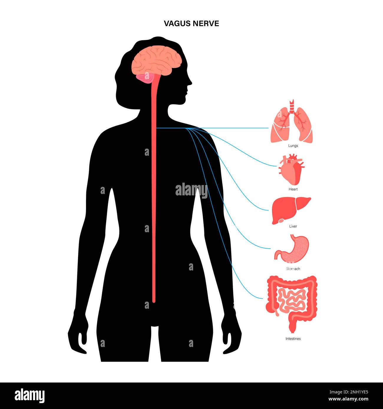 Vagus nerve hi-res stock photography and images - Alamy
