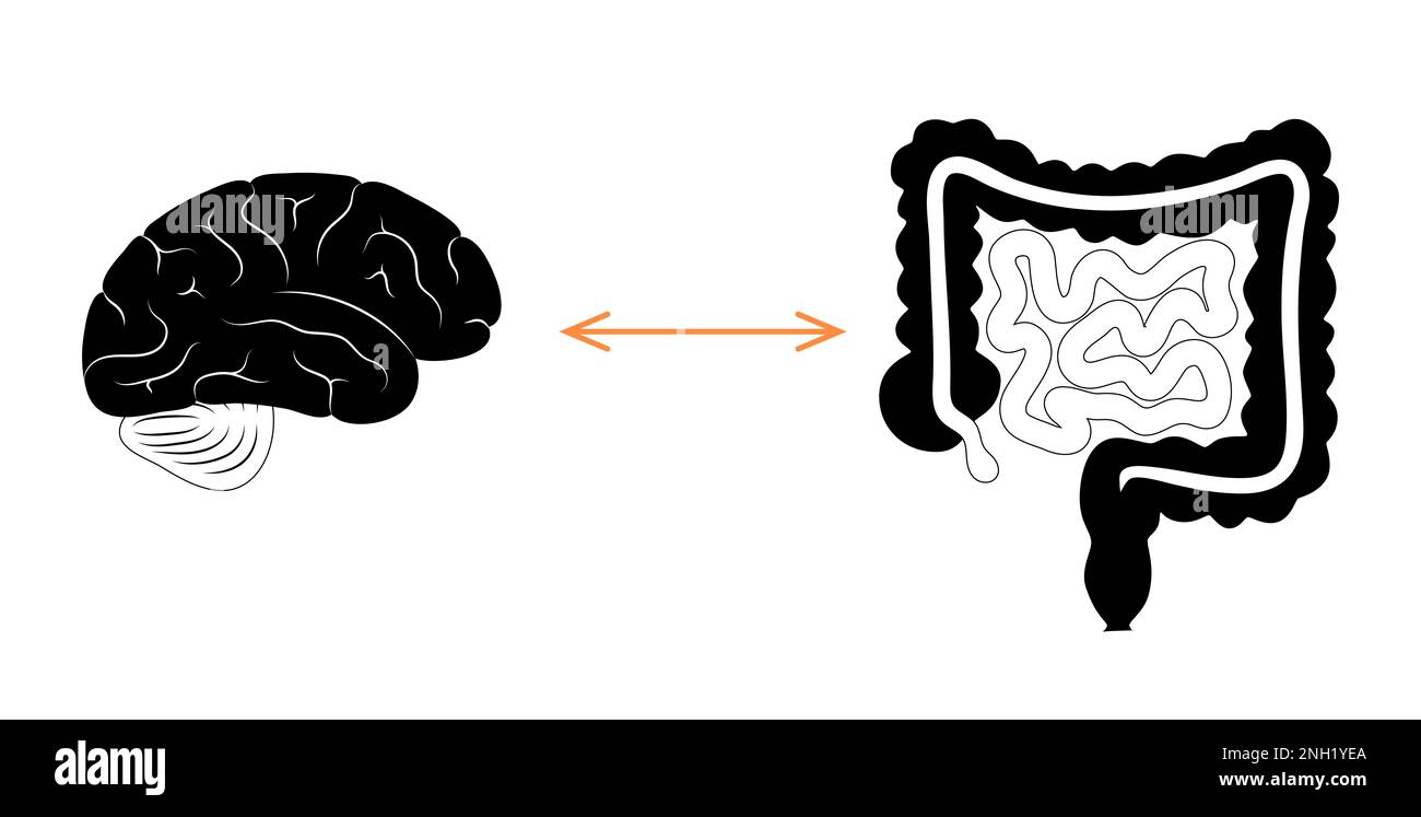 Gut brain connection, illustration Stock Photo - Alamy Gut brain connection, illustration Stock Photo - Alamy
