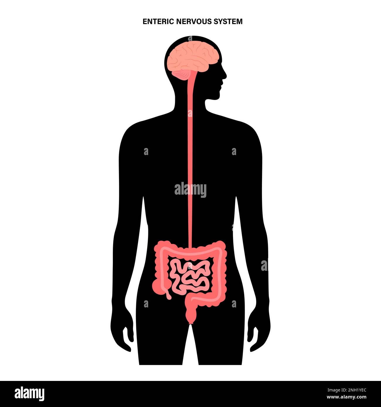 Gut brain connection, illustration Stock Photo - Alamy Gut brain connection, illustration Stock Photo - Alamy