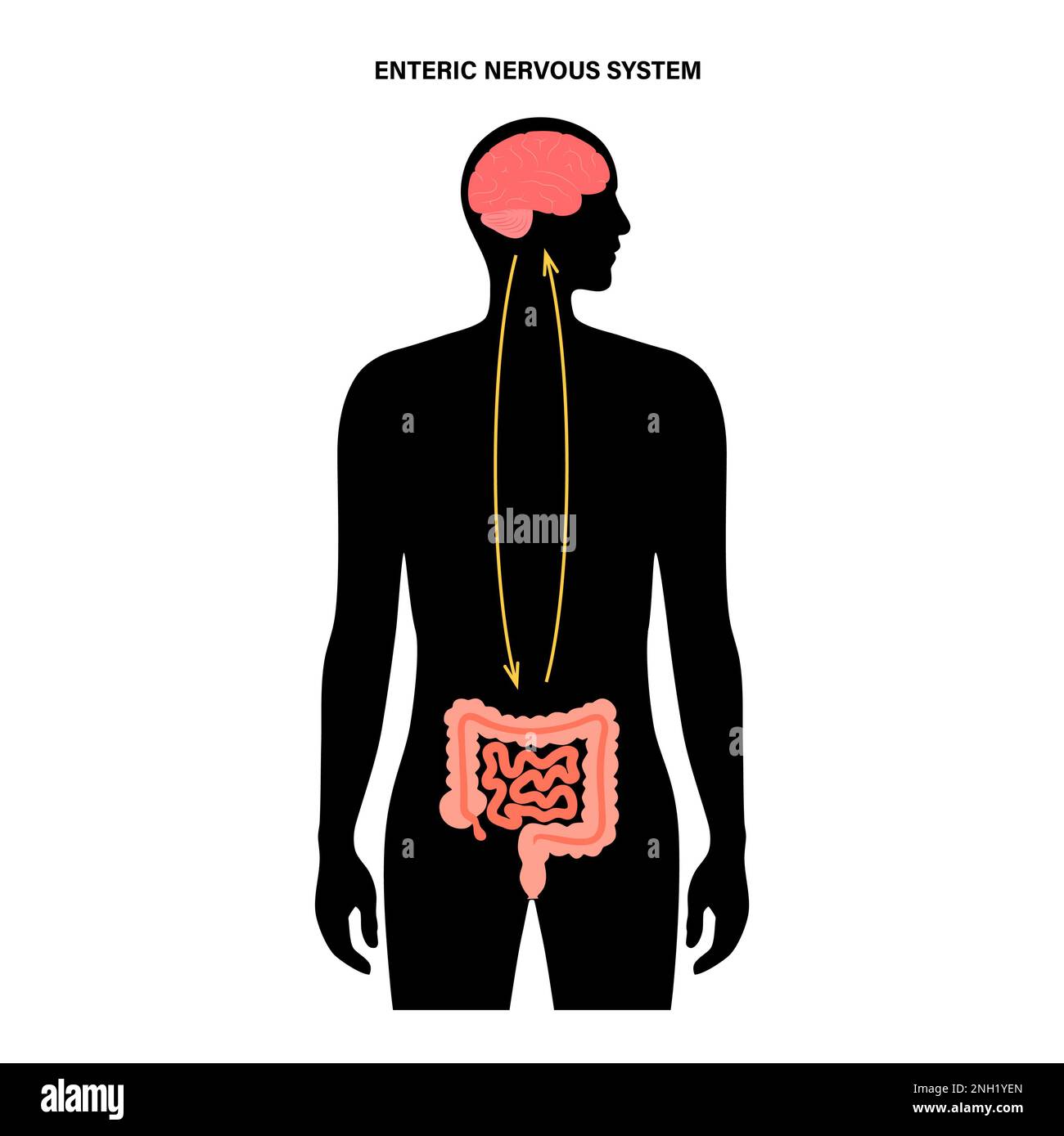 Gut brain connection, illustration Stock Photo - Alamy Gut brain connection, illustration Stock Photo - Alamy