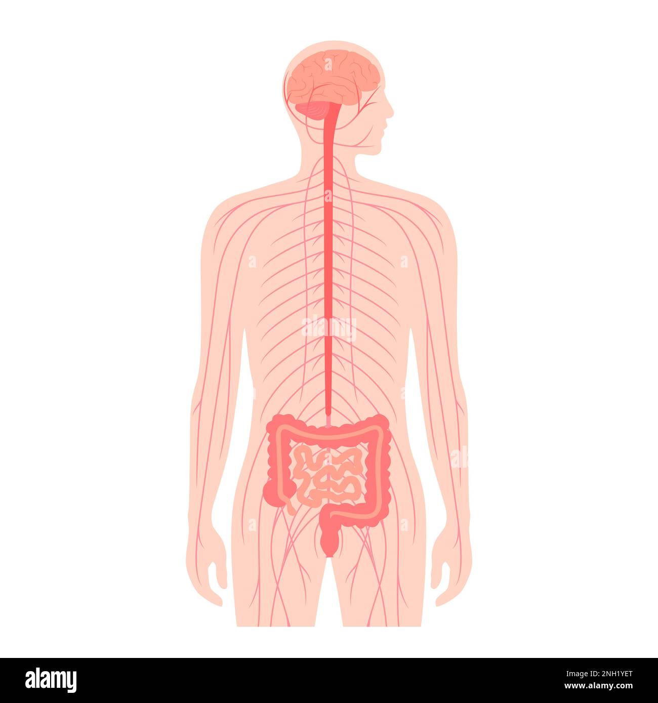 Gut brain connection, illustration Stock Photo - Alamy Gut brain connection, illustration Stock Photo - Alamy