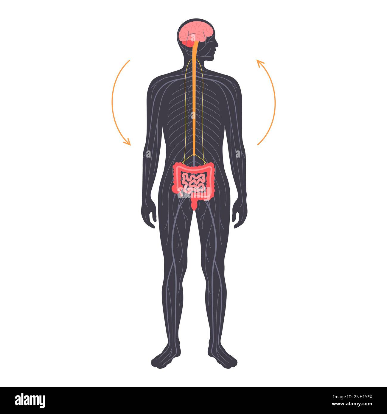 Gut brain connection, illustration Stock Photo - Alamy Gut brain connection, illustration Stock Photo - Alamy