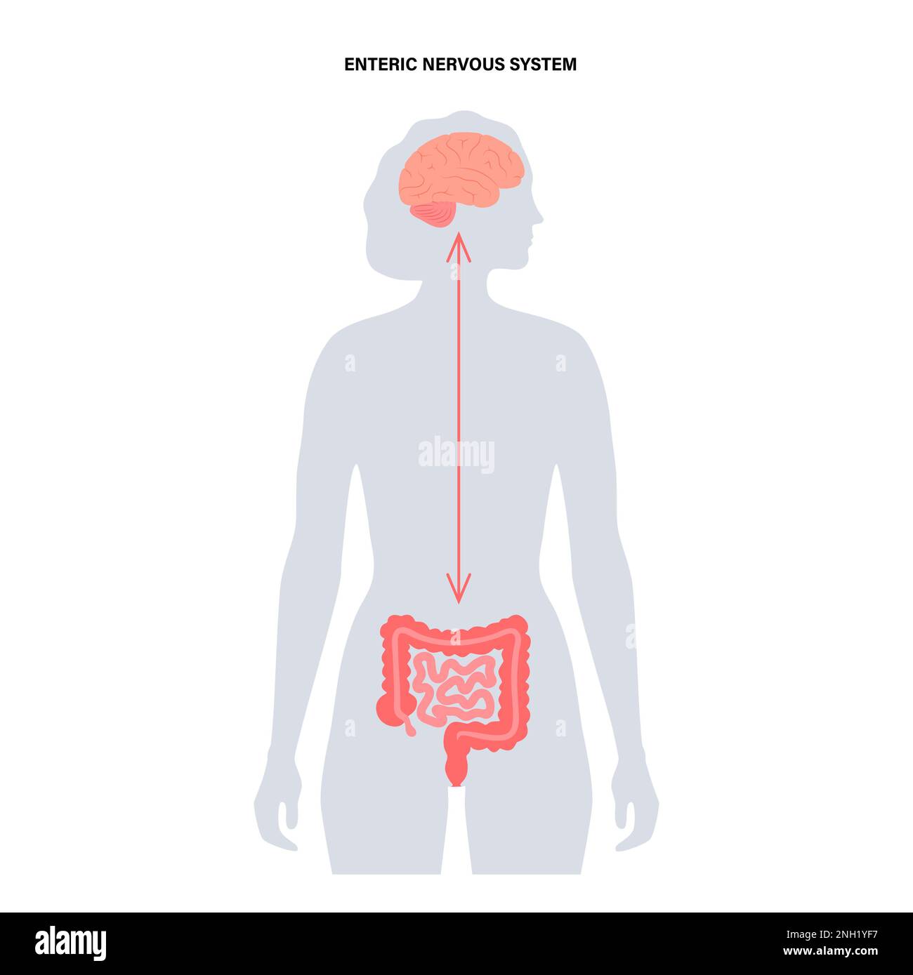 Gut brain connection, illustration Stock Photo - Alamy Gut brain connection, illustration Stock Photo - Alamy