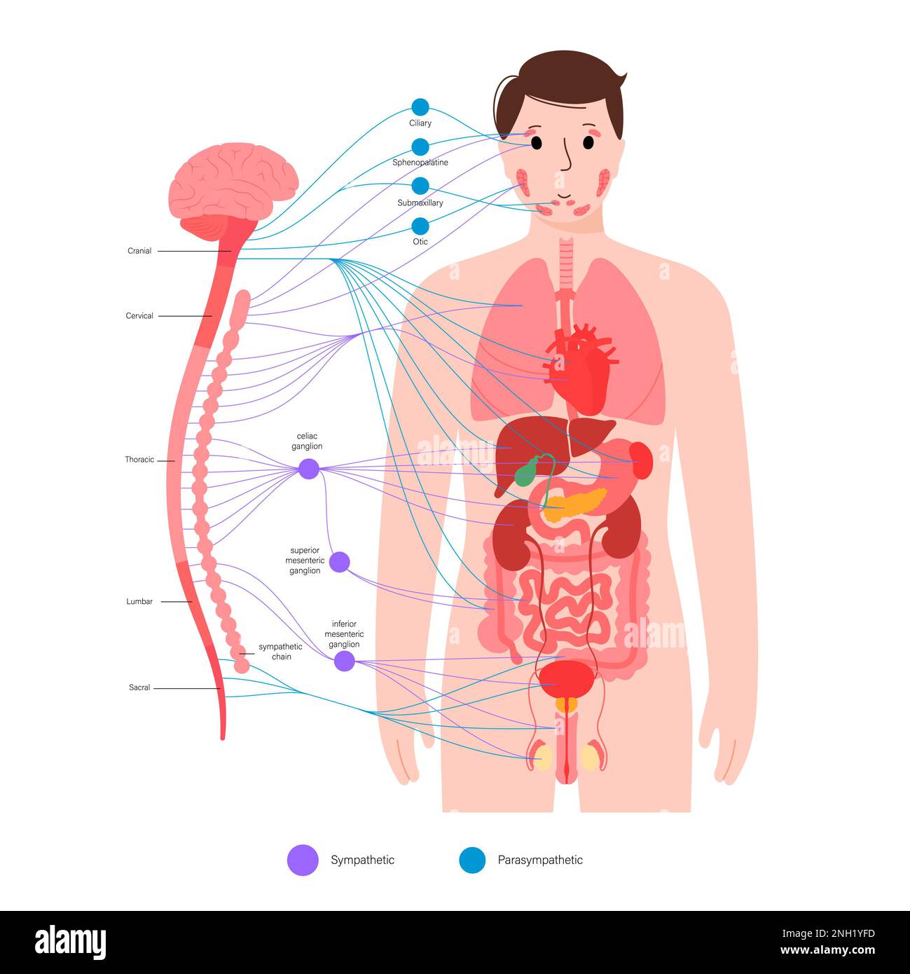 Autonomic nervous system, illustration Stock Photo - Alamy