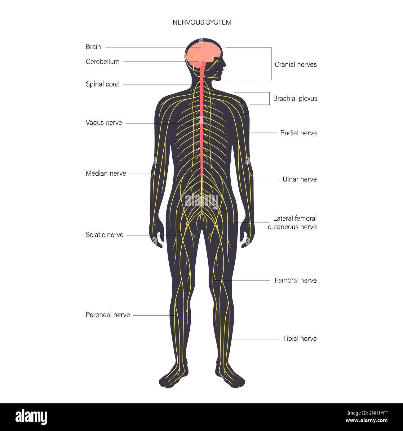 Diagram of the autonomic nervous system hi-res stock photography and ...