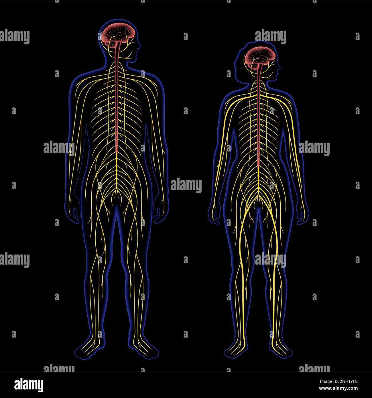 Diagram autonomic nervous system hi-res stock photography and images ...
